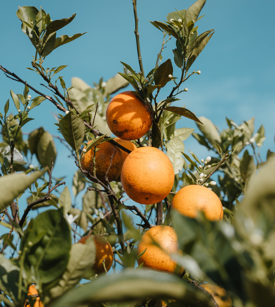 Primal Multi Collagen capsules Type I, II, III, V & X 🥇