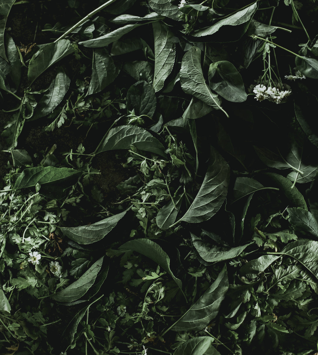 Primal Women+ Minerals + Antioxidants, All-around Wellness