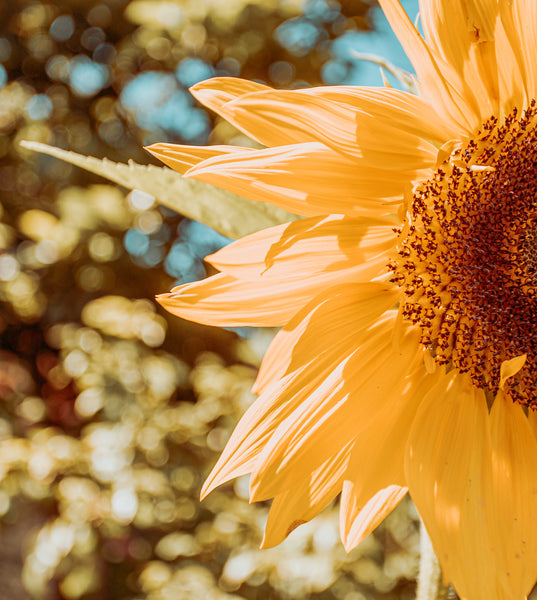 Primal Omega-3 Fish Oil Capsules by Primal Harvest 🥇